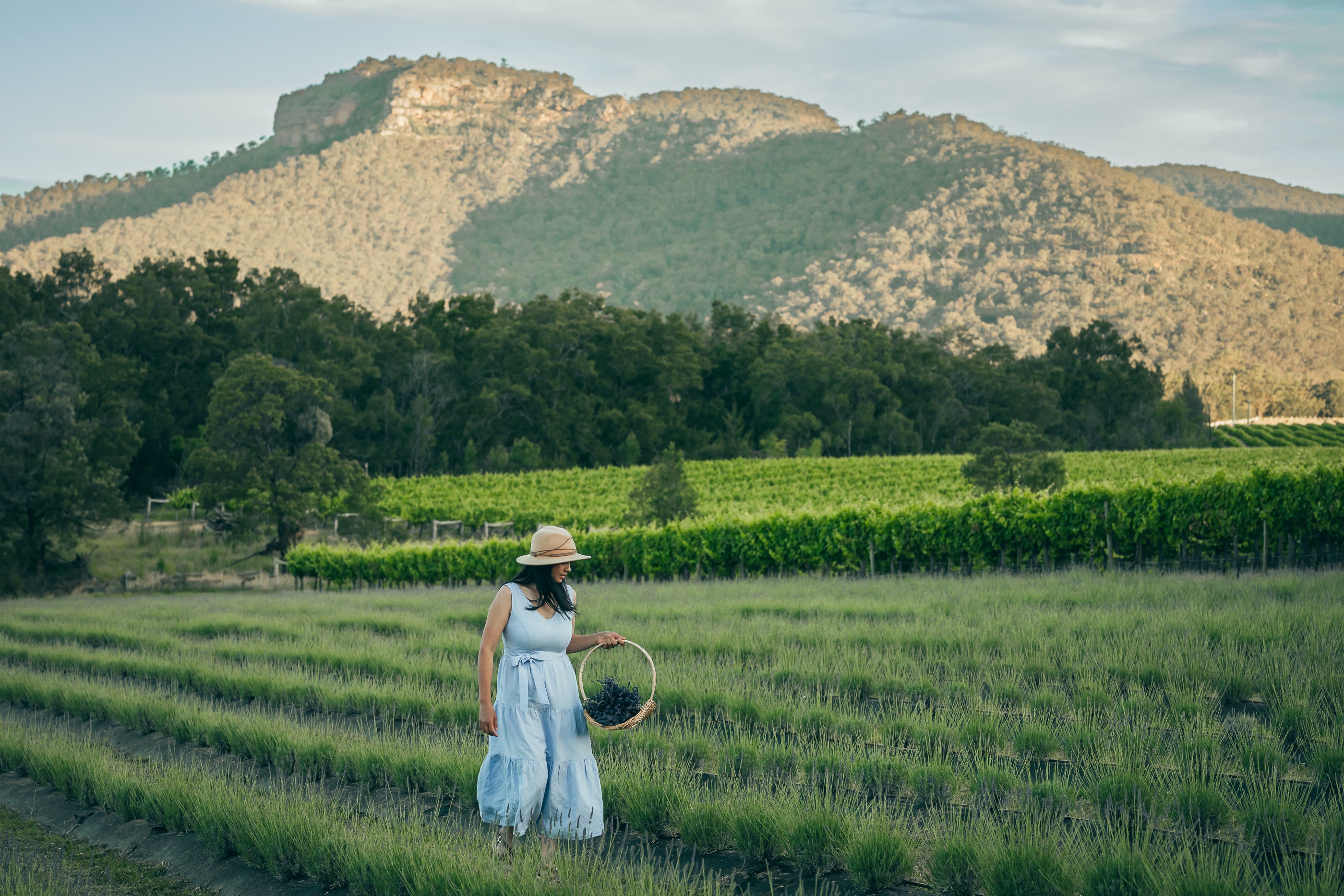A spectacular sea of purple is coming to the Hunter Valley this Decemb ...